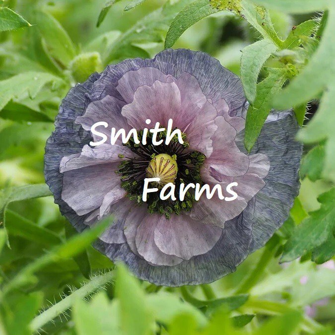 200 Seeds Seeds Amazing Grey Poppy Flowers Plants Garden Planting Easy ...