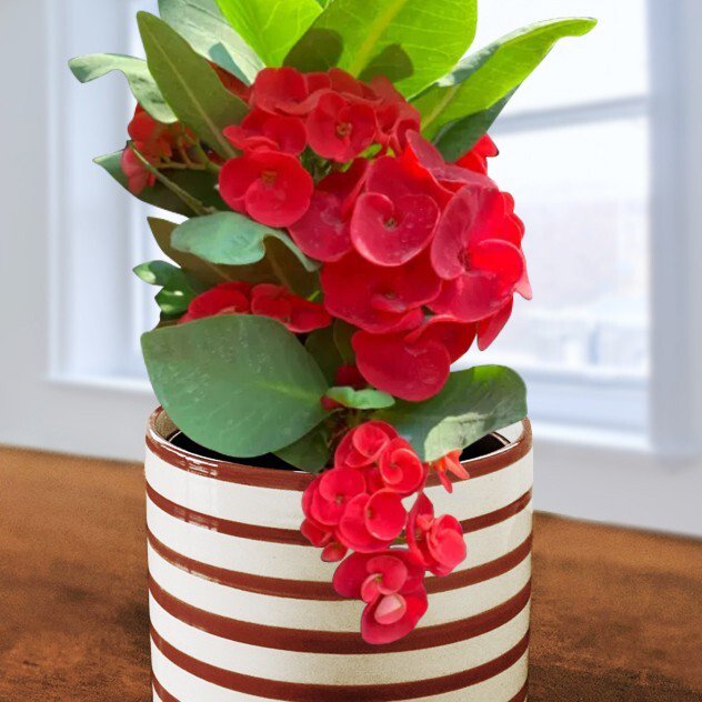 15 Seeds Seeds Crown Of Thorns ‘Red Hot’ Hoe Plant Garden Flowers Easy ...