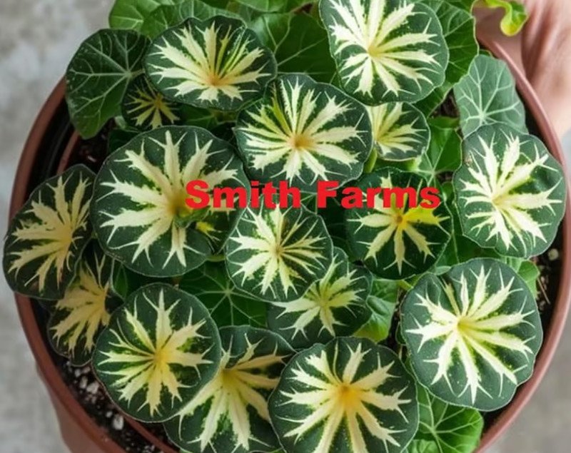 25 Seeds Seeds Yellow Stripe Primulina Flowers Beauitful Plant Garden ...