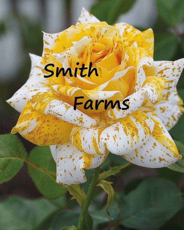 25 Seeds Seeds Sunburst Splendor Rose Flowers Rosa Easy to Grow