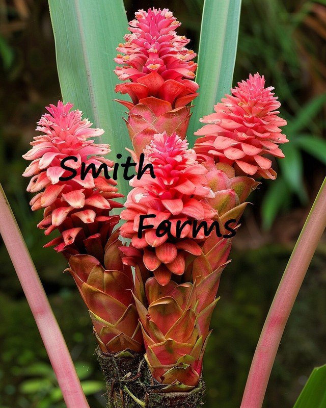 25 Seeds Red Beehive Ginger Flower Zingiber Spectabile Easy to Grow