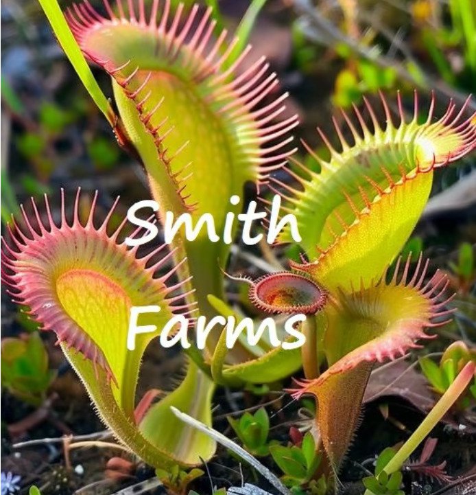 25 Seeds Ven Flytrap Dionaea Mcipula Easy to Grow