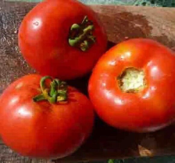50 Seeds Lisa King Tomato Tomatoe Vegetable Garden Edible Food Easy to Grow