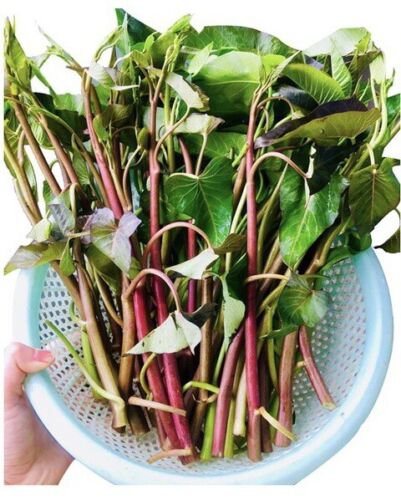 200 Seeds Red Rau Muong Dong Cong Tim Do Water Spinach No Delivery To ...