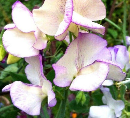 Sweet Pea High Scent Vine Most Fragrant And Bicolored Flowers Nongmo 50 ...