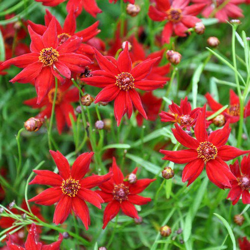Coreopsis Amulet Red Dwarf 1012 Tall Butterfly Garden A Nongmo 500 ...