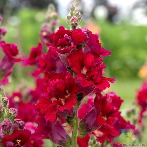 1000 Seeds Madame Butterfly Red Snapdragon Seeds For Garden Easy to Grow