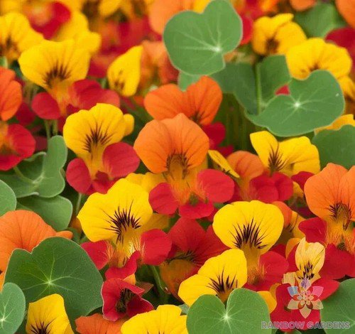 50 Seeds Dwarf Tom Thumb Mix Nasturtium Seeds For Garden Easy to Grow