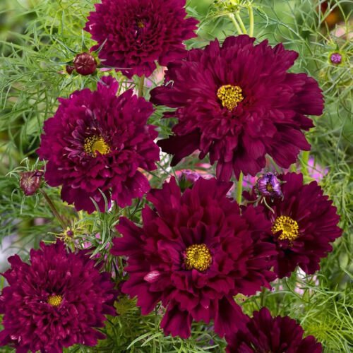200 Seeds Double Click Cranberries Cosmos Seeds For Garden Easy to Grow