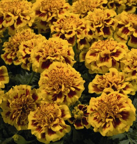25 Seeds Little Hero Fire Marigold Seeds For Garden Planting Easy to Grow