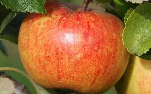 25 Seeds Sunset Apple Seeds For Garden Planting Easy to Grow