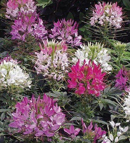 200 Seeds Cleome Hassleriana Mixed Colors Spider Plant Fall Planting ...
