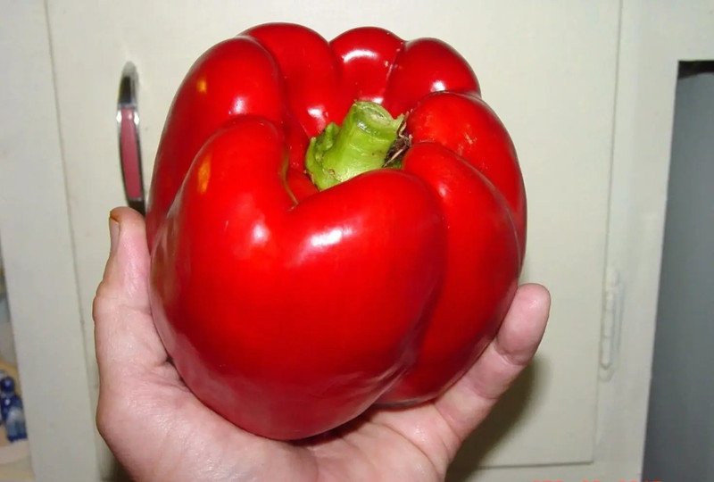 30 Giant Red Bell Pepper Seeds Sweet Heirloom Organic Non GMO Fresh ...