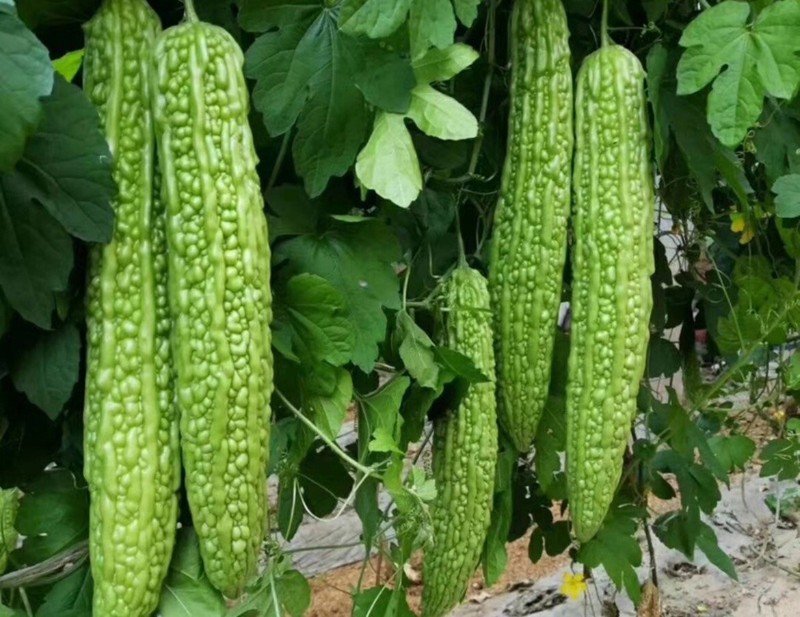 10 Seeds Green Skin Long Bitter Gourd Bitter Melon Seeds Ku Gua Fast ...
