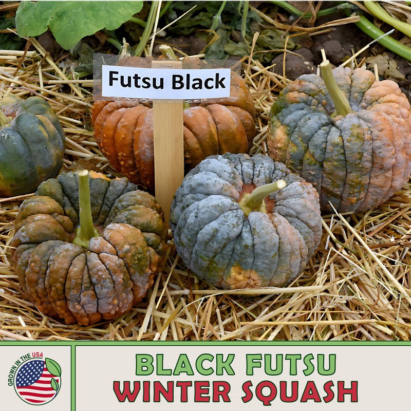 10 Black Futsu Pumpkin Winter Squash Seeds Heirloom Non GMO Genuine ...