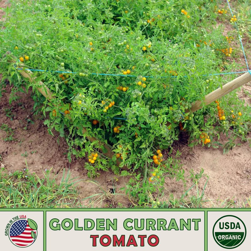 10 Golden Currant Tomato Seeds Organic Openpollinated Non GMO Genuine ...