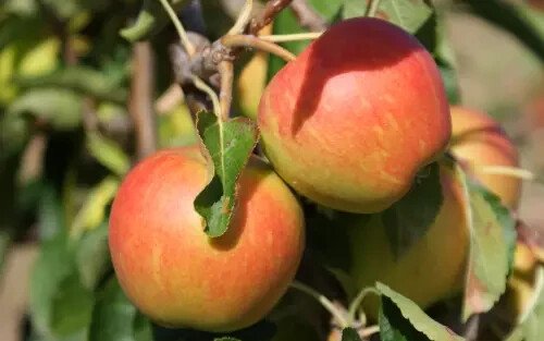 25 Wolf River Apple Seeds For Garden Planting Fast Grow USA