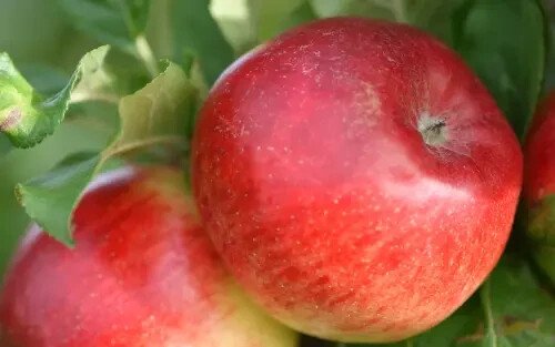 25 Saturn Apple Seeds For Garden Planting Fast Grow USA