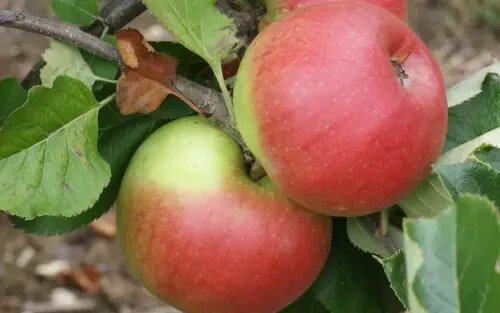 25 Newton Wonder Apple Seeds For Garden Planting Fast Grow USA