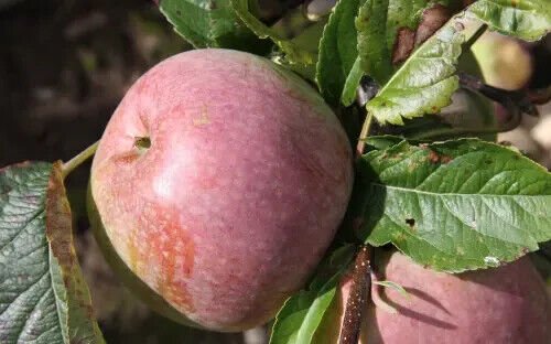 25 Blue Pearmain Apple Seeds For Garden Planting Fast Grow USA