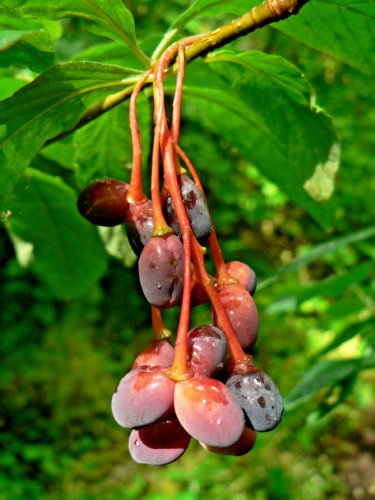 10 Indian Plum Seeds Edible Fruit Shrub Oso Berry Ocerasiformis Easy to ...