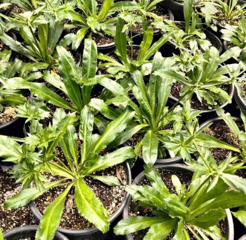 200 Seeds Culantro Seeds Mexican Coriander Culantro Recao Easy to Grow