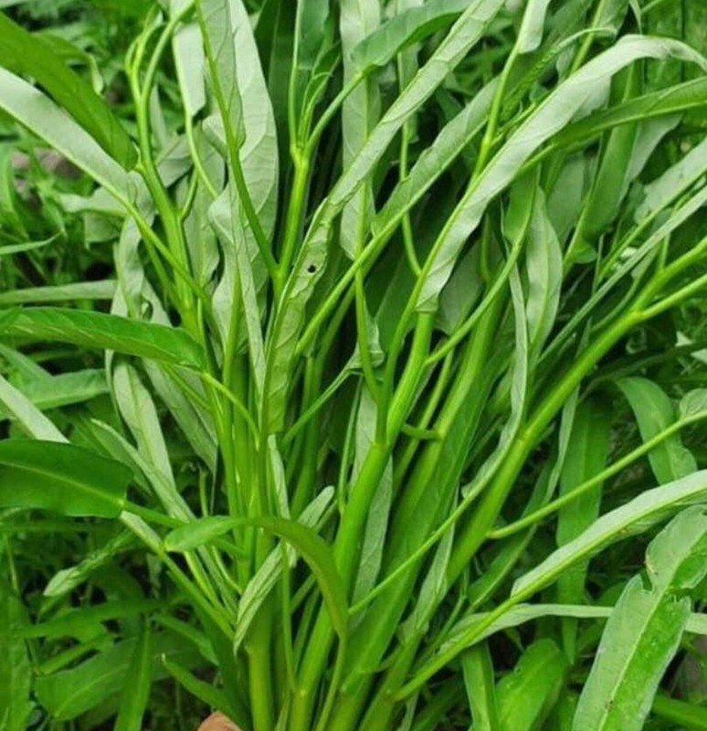 50 Thai Water Spinach Seeds Ong Choy Kangkong Kong Xin Cai Easy to Grow