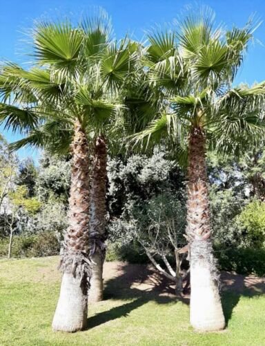 Mexican Fan Palm Skyduster Washingtonia Robusta 20 Seeds USA Seller