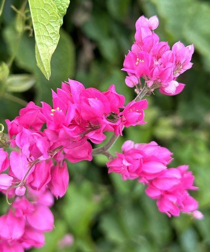 Queen'S Wreath Coral Vine Chain Of Love Antigonon Leptopus 15 Seeds USA ...