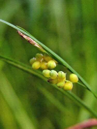 Carex Aurea Golden Sedge 10 Seeds USA Seller