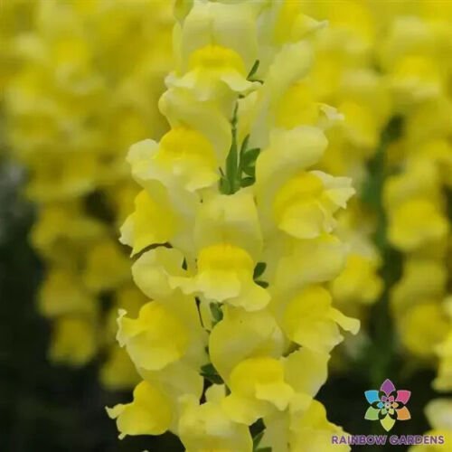 1000 Potomac Yellow Snapdragon Seeds For Garden Planting USA Seller