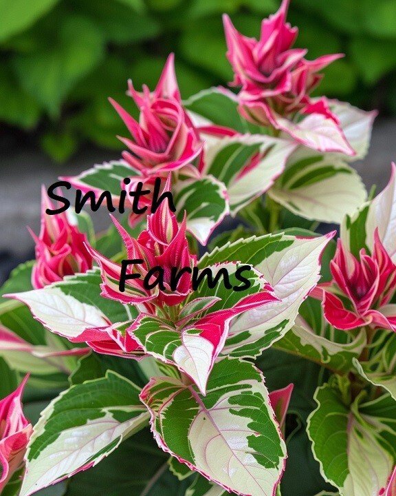 25 Seeds Brazilian Fireworks Flowers Plant Porphyrocoma Pohliana Fast Grow