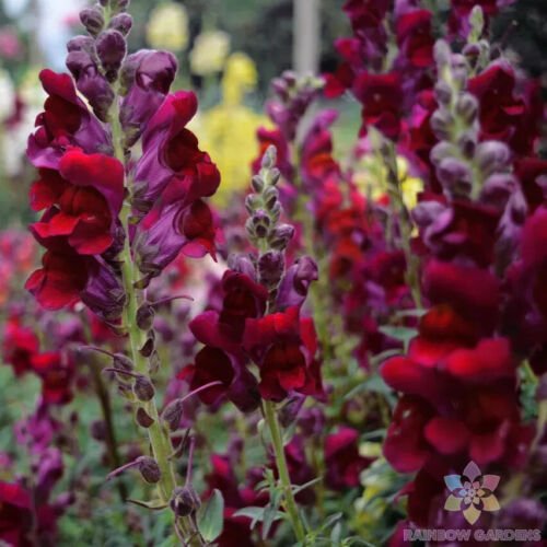 1000 Snappy Black Prince Snapdragon Seeds For Garden Fast Grow