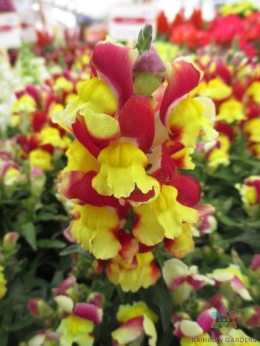 1000 Snappy Red Yellow Snapdragon Seeds For Garden Fast Grow