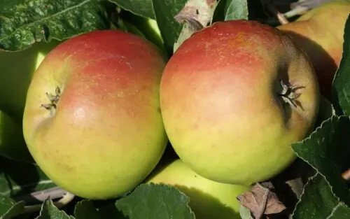 25 Roxbury Russet Apple Seeds For Garden Planting Fast Grow