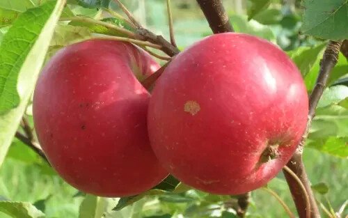 25 Rosette Apple Seeds For Garden Planting Fast Grow