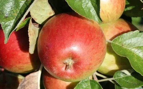 25 Haralson Apple Seeds For Garden Planting Fast Grow