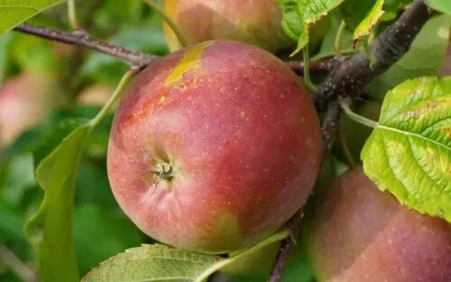 25 Fuj Apple Seeds For Garden Planting Fast Grow