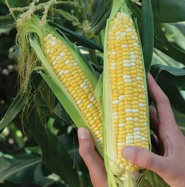 120 Peaches And Cream Sweet Corn Seeds Organic Heirloom Non Gmo Fast Grow