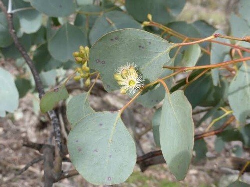 50 Red Box Eucalyptus Seeds Tree Flower Perennial Flowers USA Seller