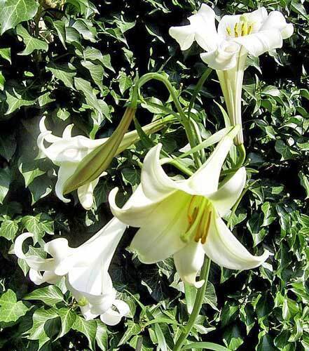Lilium Philippinense Benguet Lily Philippine Lily 5 Seeds Fast Growing