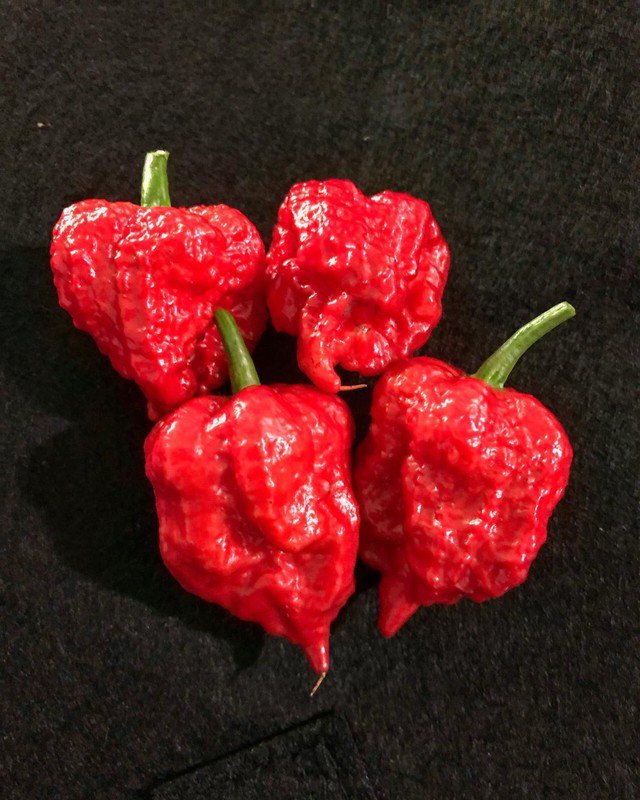 25 Seeds Naga Viper Pepper Garden Vegetables Planting Edible Food Fast ...