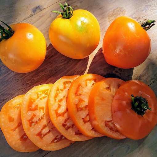50 Seeds Dads Sunset Tomato Juicy Tomatoe Vegetable Garden Edible Food ...