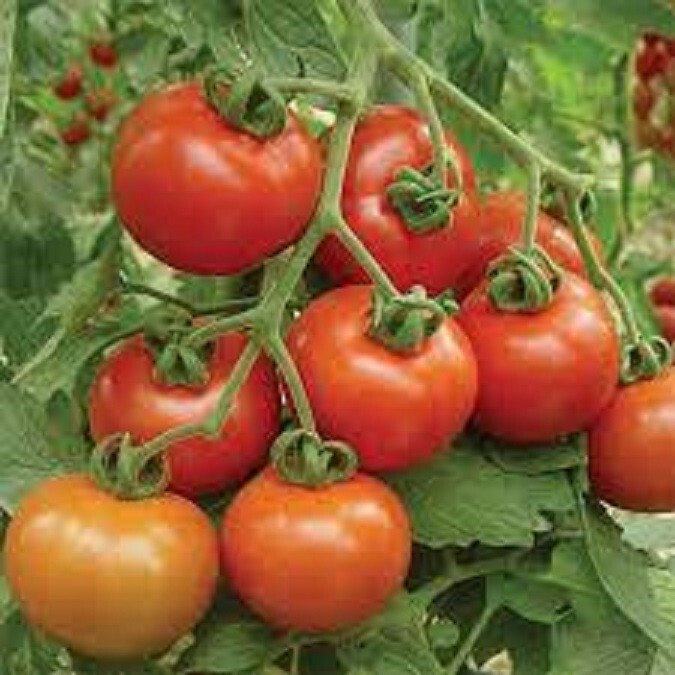 50 Seeds Cluster Grande Tomato Juicy Tomatoe Vegetable Garden Edible ...