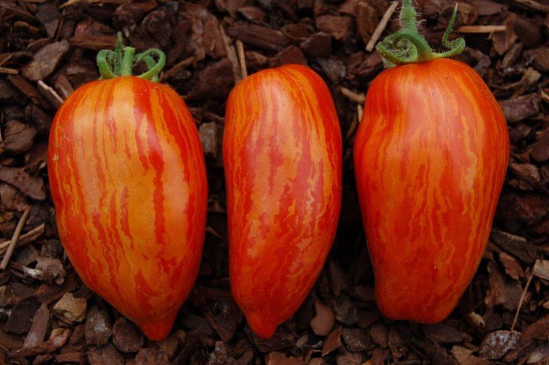 50 Seeds Cacady S Folly Tomato Juicy Tomatoe Vegetable Garden Edible ...