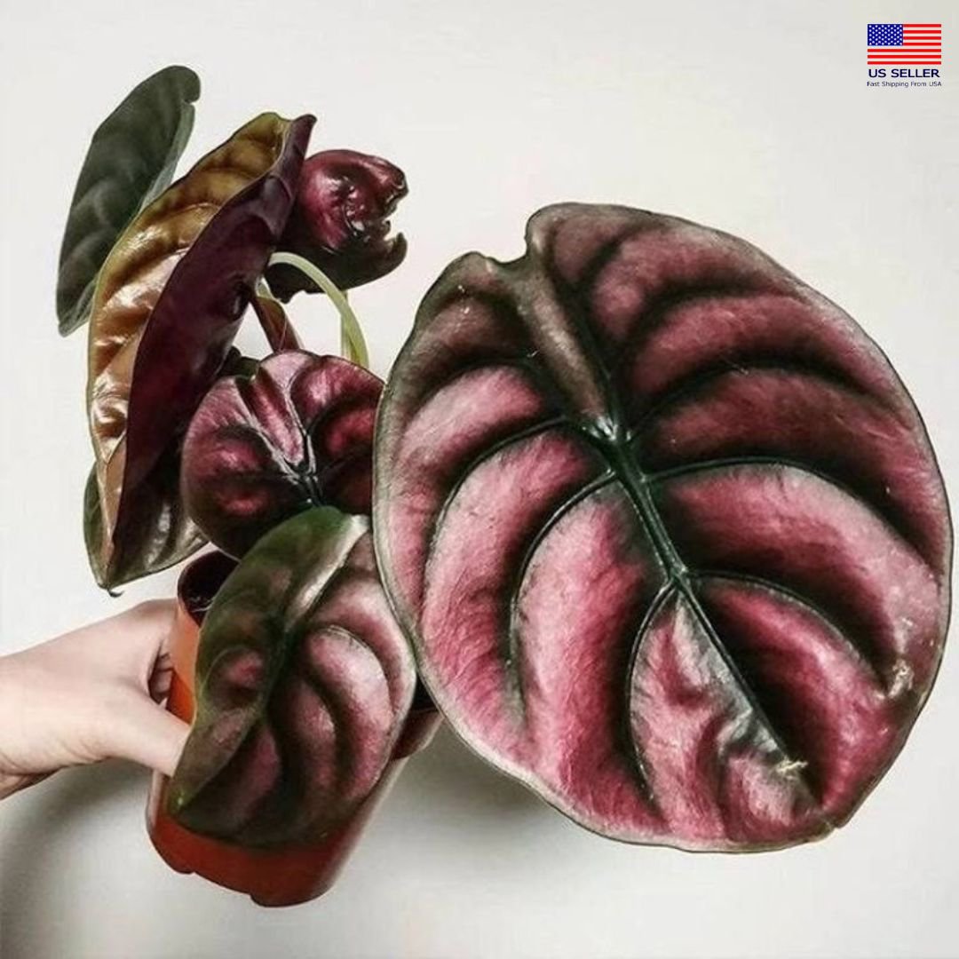 RARE Alocasia Cuprea Red Secret starter plants FREE SHIPPING