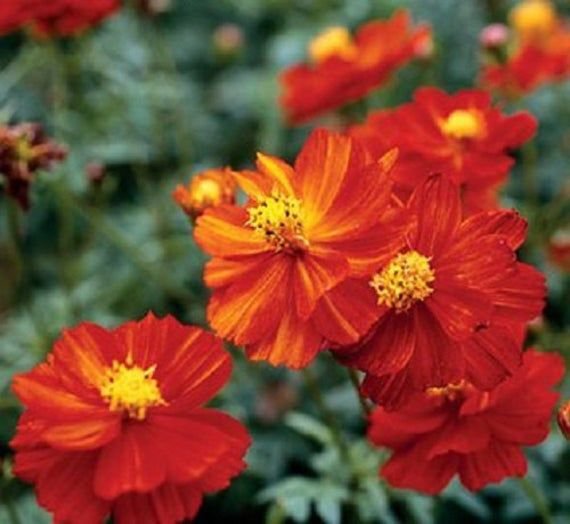 Cosmos Dwarf Red Sulphur Seeds 100 Ct Flower Cosmos Sulphureus Annual ...