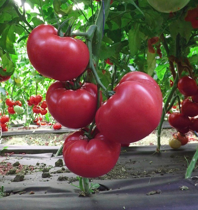 50 Seeds Quick Pick Tomato Tomatoe Vegetable Garden Edible Canning Fast ...