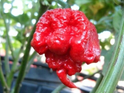 1000 Carolina Reaper Chili Pepper Seeds World Record Hot Peppers Vegetables Garden Planting
