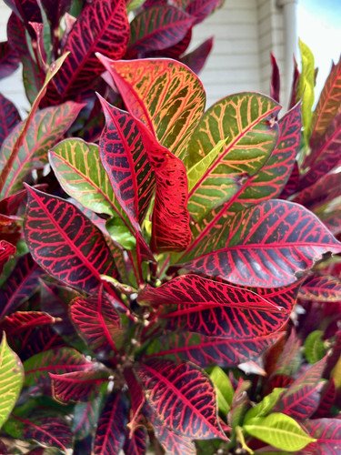 Purple Fire Croton Variegated Croton Codiaeum Variegatum 5 Seeds Garden ...